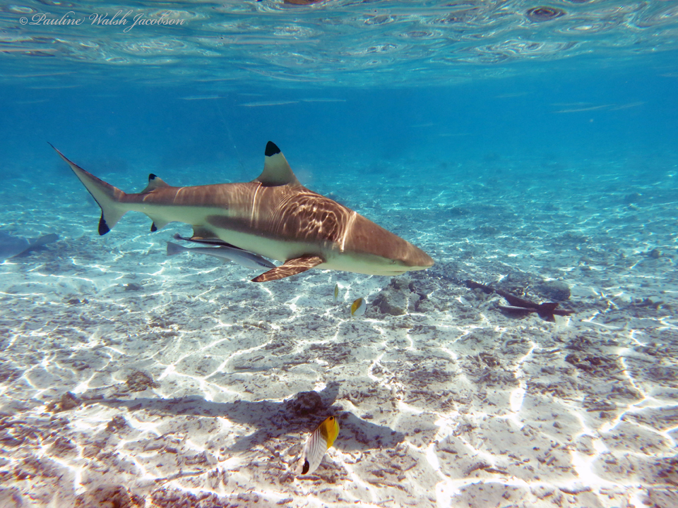 Blacktip Reef Shark in October 2014 by Pauline Walsh Jacobson. Stingray ...