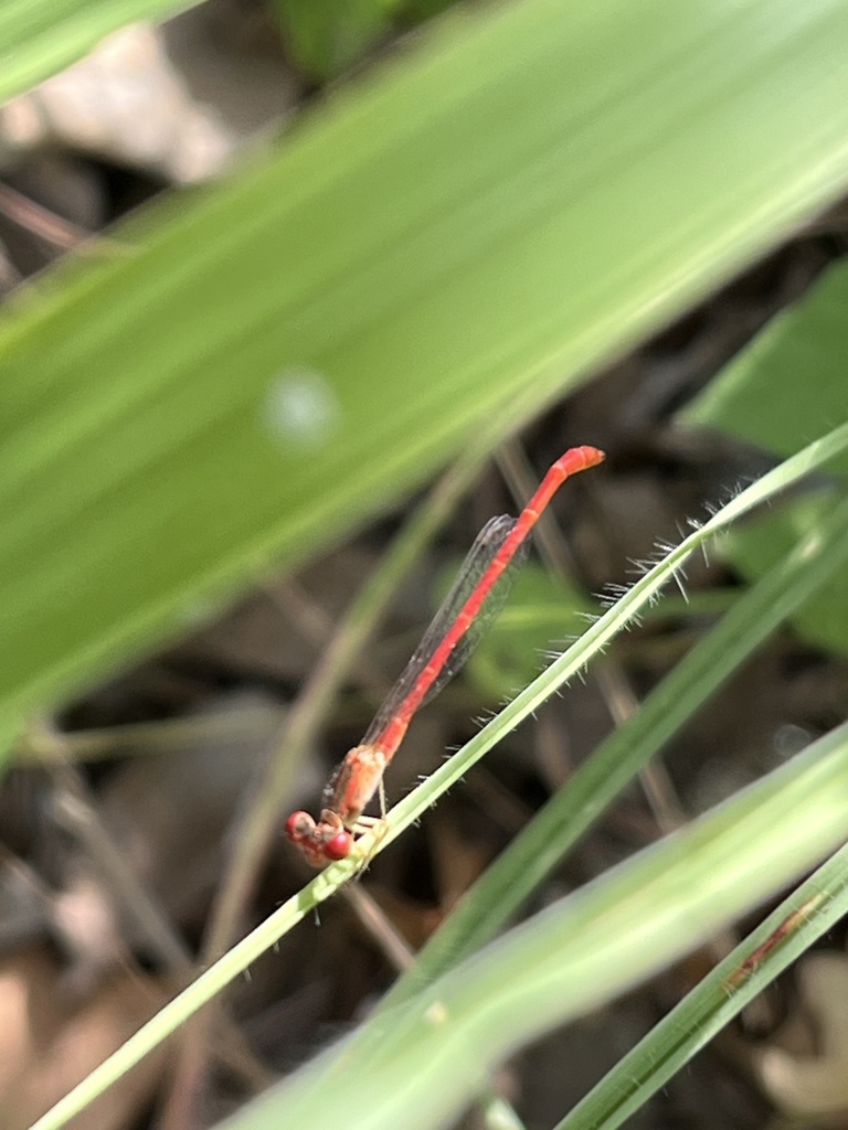 Desert Firetail from E Klingemann St, New Braunfels, TX, US on July 15 ...