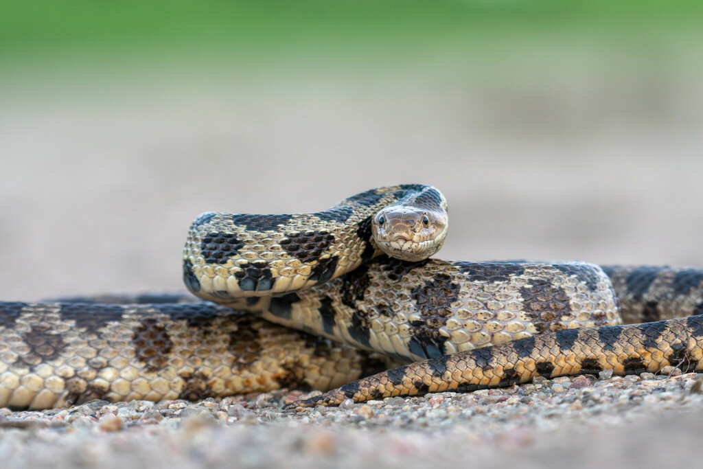 Western Foxsnake in May 2023 by Amiel Hopkins · iNaturalist