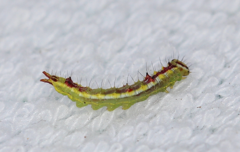 Variable Oakleaf Caterpillar Moth from Browns Mills, Pemberton Township ...