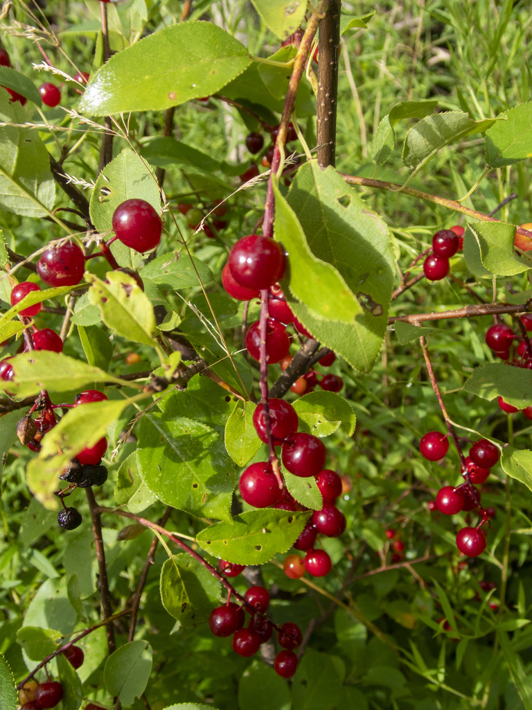 common chokecherry from Onondaga County, NY, USA on July 13, 2023 at 04 ...