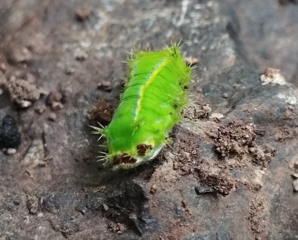 Parasa wellesca from Bosque Escondido on July 15, 2023 at 07:33 AM by ...