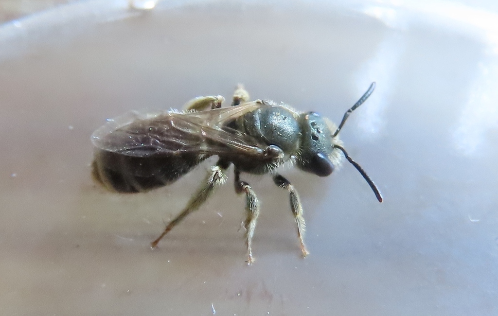 Bronze furrow bee from Garden, Seaford, East Sussex, UK on July 13 ...