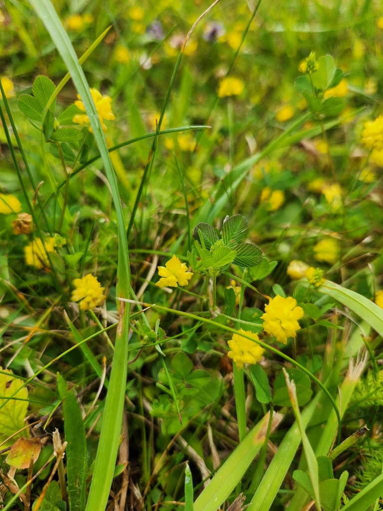 Lesser hop trefoil from Beech Mountain, NC 28604, USA on July 14, 2023 ...