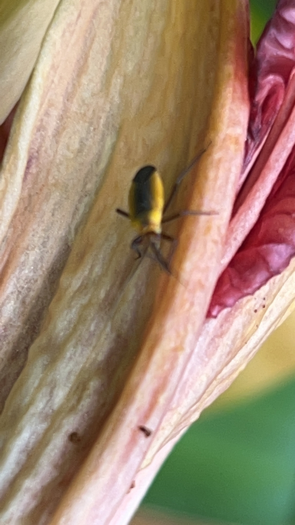 True Bugs from Niagara, CA-ON, CA on July 15, 2023 at 11:11 AM by ...