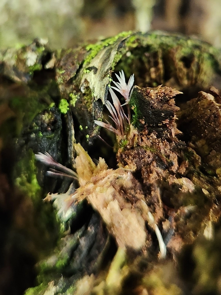 Anthina from Beech Mountain, NC 28604, USA on July 14, 2023 at 12:58 PM ...