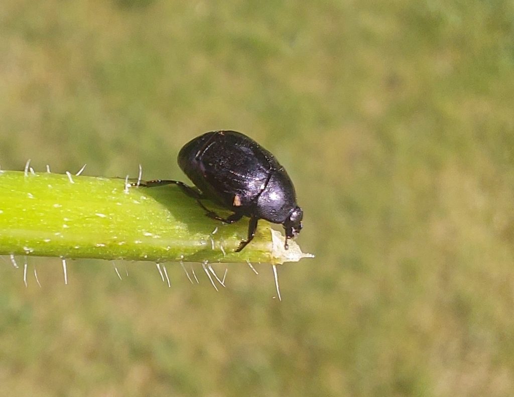 Saprinus from 38116 Braunschweig, Deutschland on July 15, 2023 at 05:04 ...