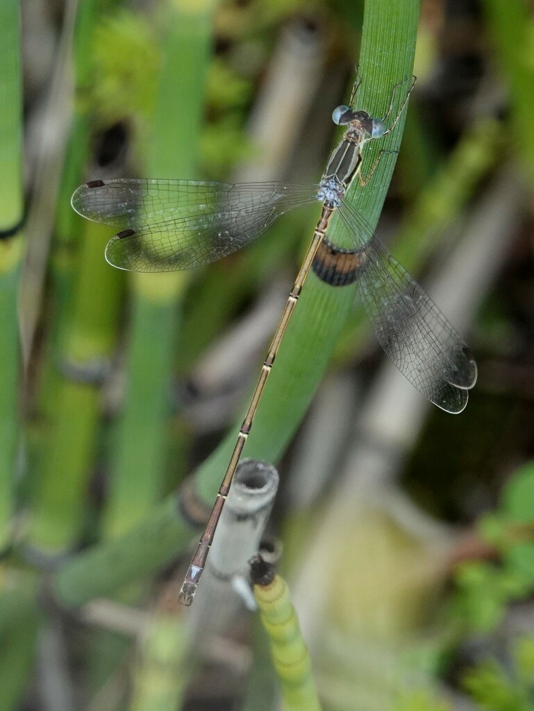 Slender Spreadwing from South Riverdale, Toronto, ON, Canada on July 15 ...