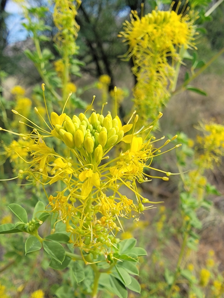 Jackass-clover from Tanque Verde, AZ, USA on July 15, 2023 at 08:18 AM ...
