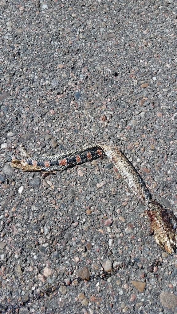 Long-nosed Snake in July 2023 by Patrick Geier · iNaturalist