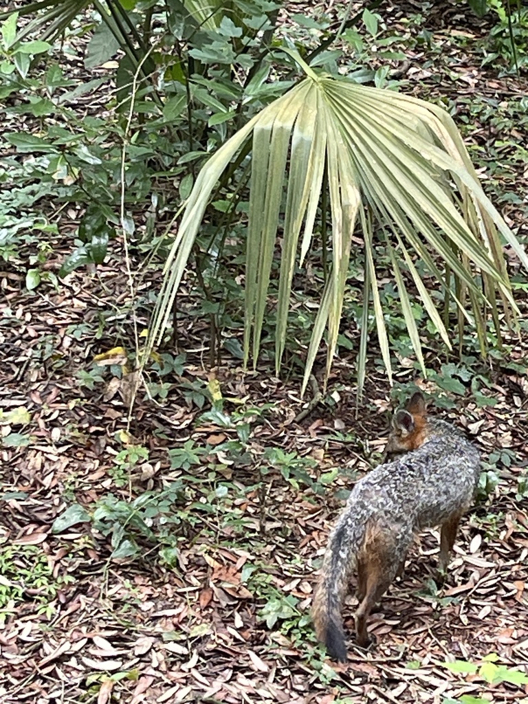 Gray Fox from Apalachicola National Forest, Tallahassee, FL, US on July ...