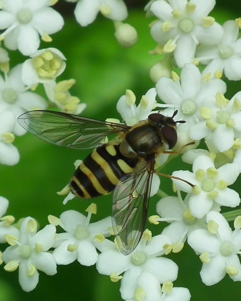 Common Flower Flies from Rimouski, QC, Canada on July 11, 2023 at 09:23 ...