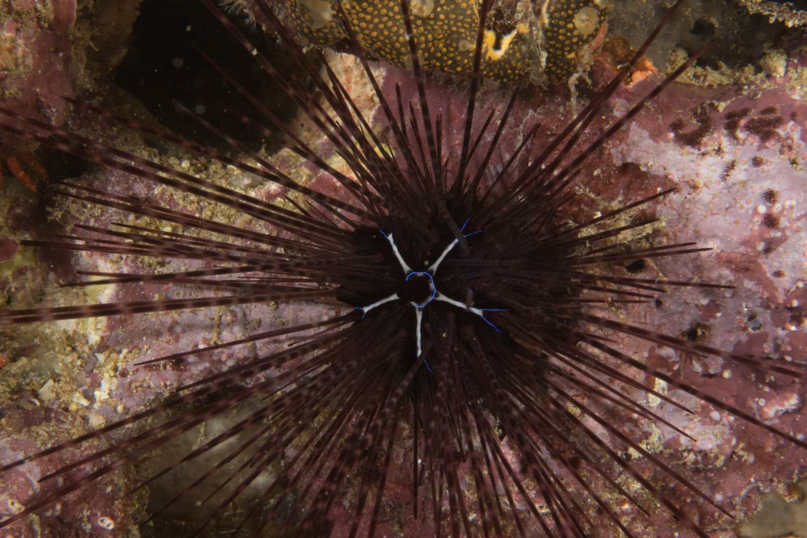 Diadema paucispinum A.Agassiz, 1863