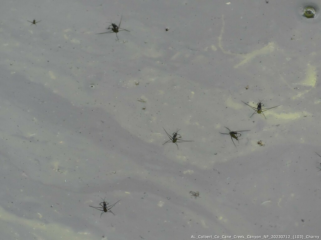 Trepobates subnitidus from Cane Creek Canyon, Colbert County, AL, USA ...