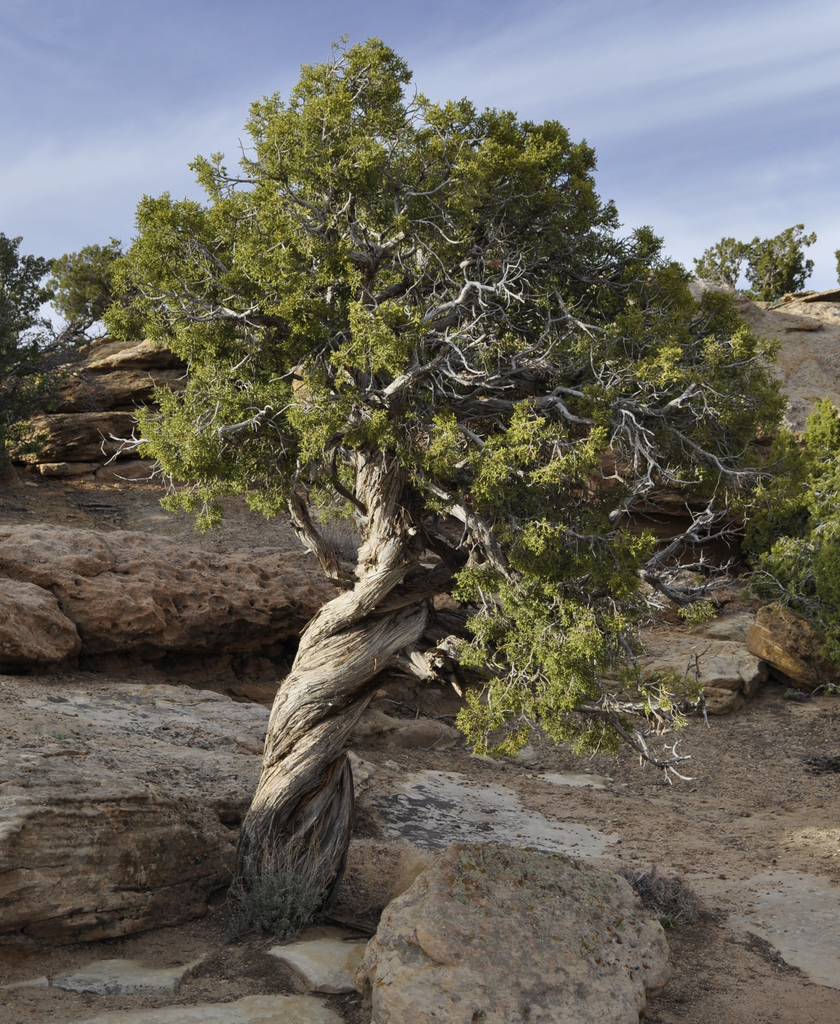 Utah Juniper (Juniperus osteosperma) - Botanical Realm