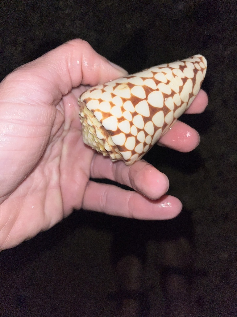 Marble Cone in July 2023 by alexbarnard · iNaturalist