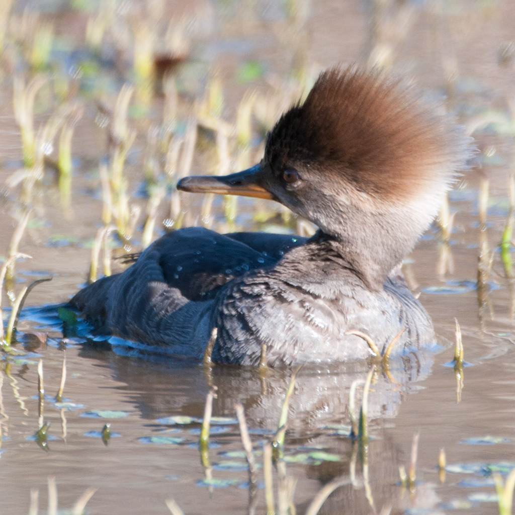 Hooded Merganser from 3701 Lockheed Blvd, Alexandria, VA 22306 on March ...