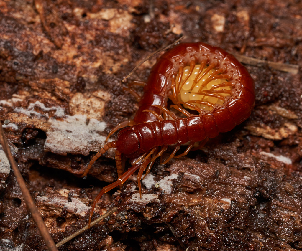 Thorn-tailed Bark Centipede from Salt Point State Park, Sonoma ...