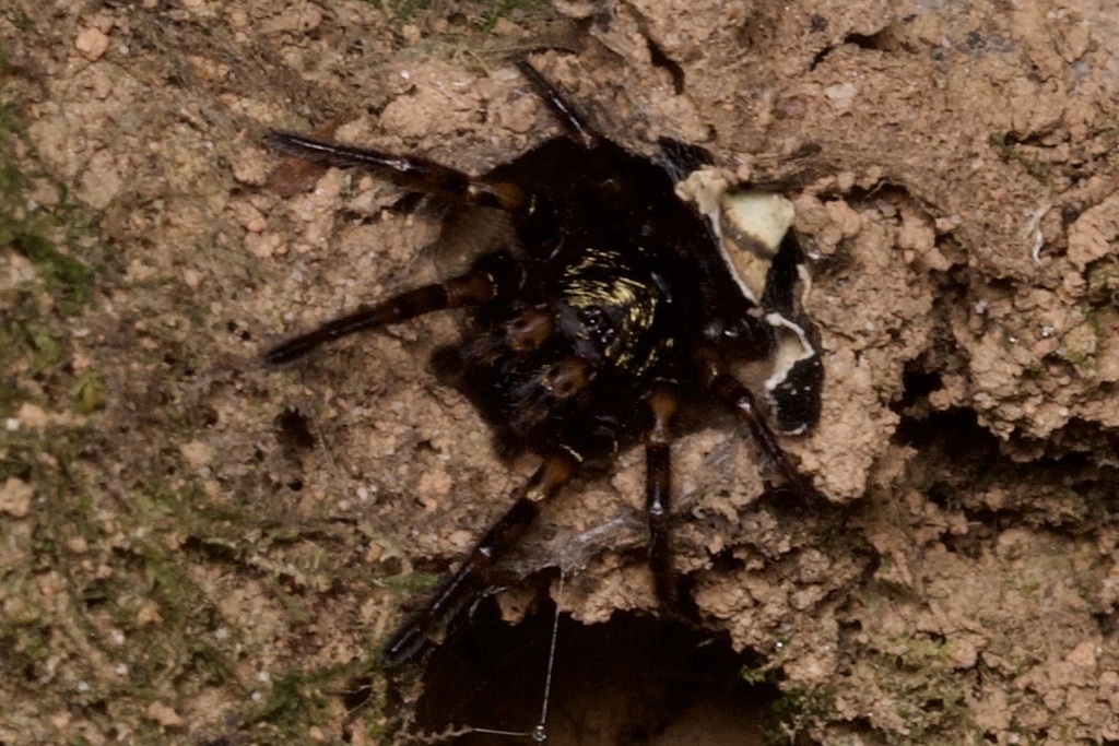 Goldeneye Wafer-lid Spiders from Chapada Dos Guimarães, MT, BR on July ...