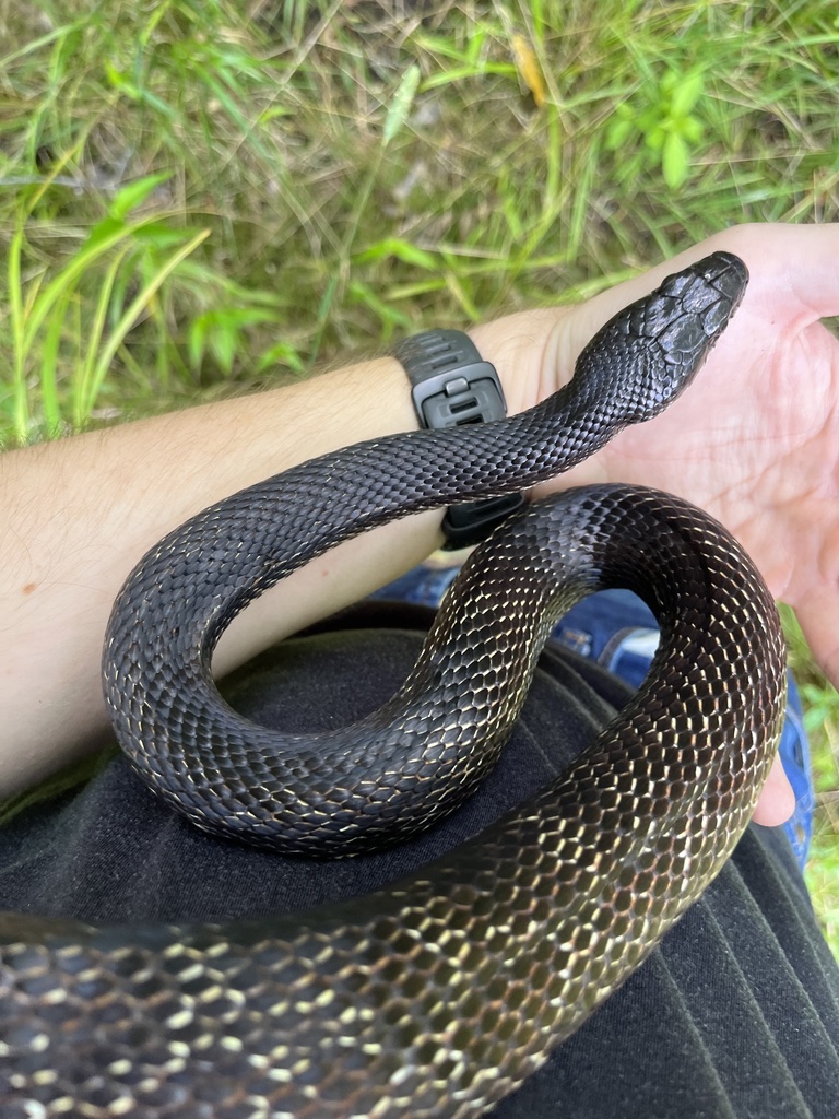 Gray Ratsnake from Frick Park, Pittsburgh, PA, US on July 15, 2023 at ...