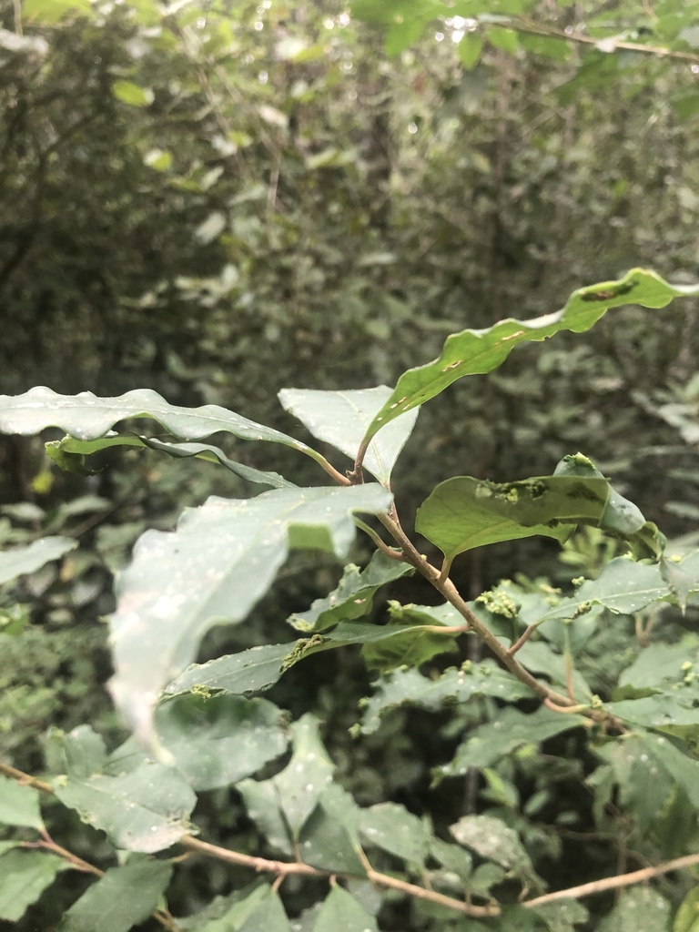 Cape Holly in January 2019 by Troos van der Merwe · iNaturalist