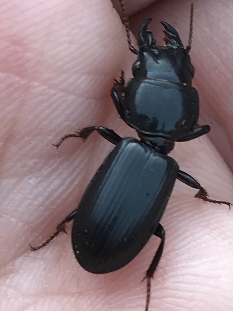 Big-headed Ground Beetle from Madison County, US-MS, US on January 8 ...