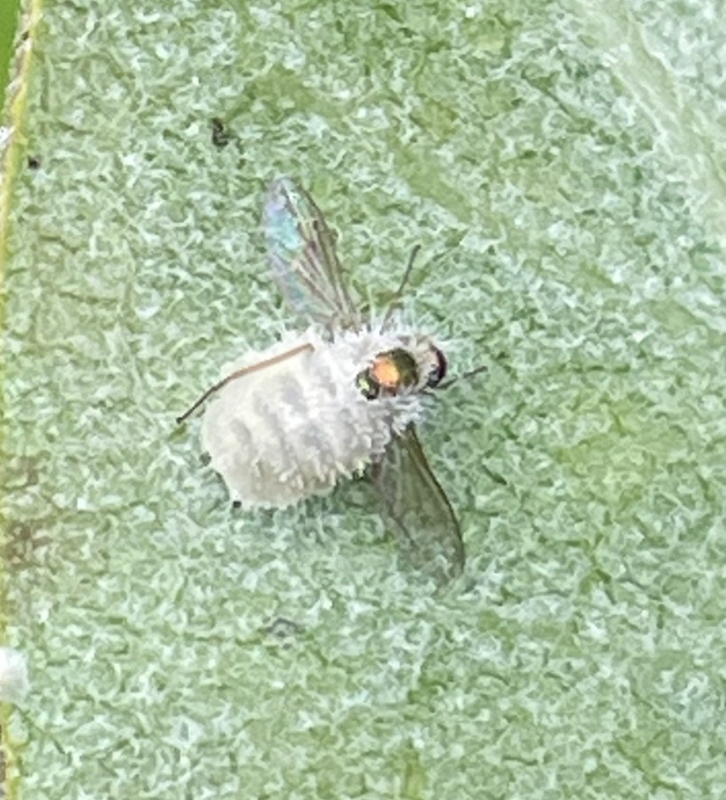 Flies from Battle Creek Cypress Swamp Nature Sanctuary, Prince ...