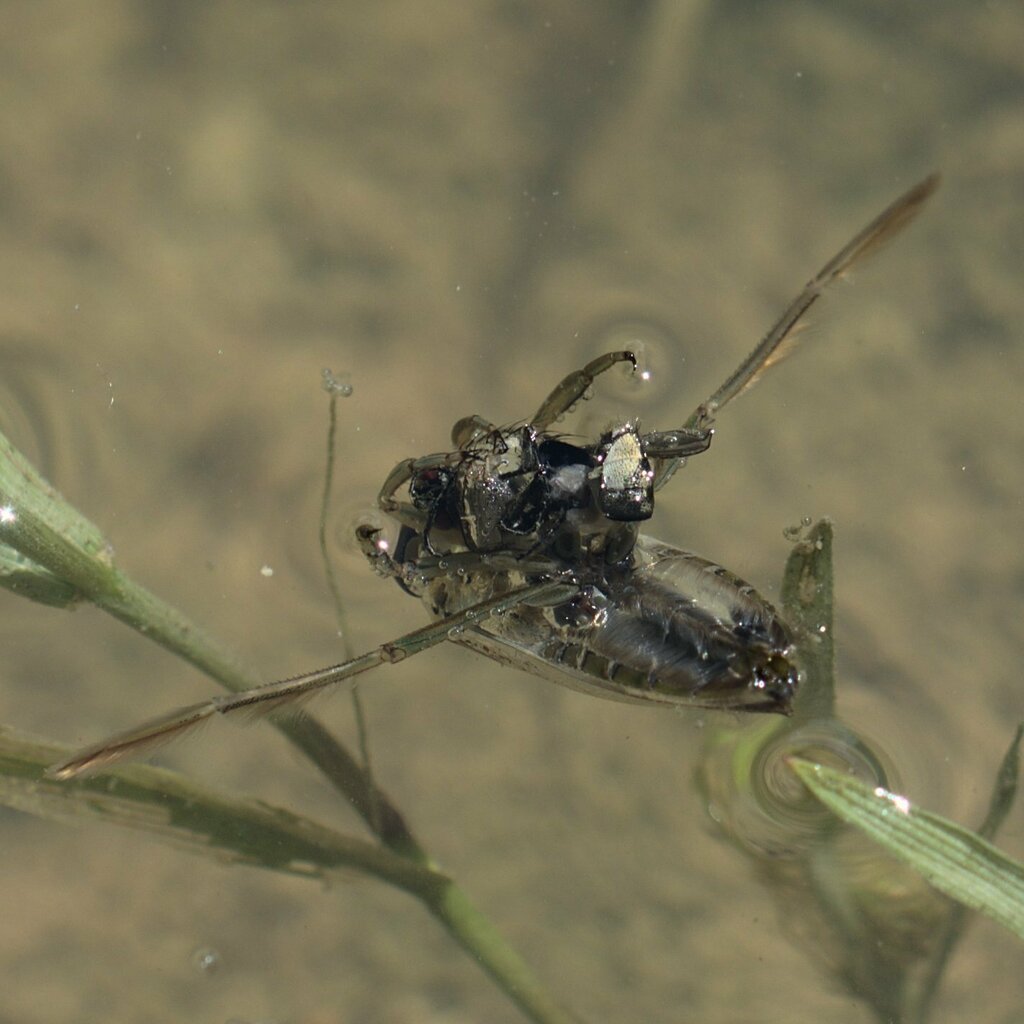Milky Backswimmers from Monte Fiara, Provincia di Vicenza, Italia on ...
