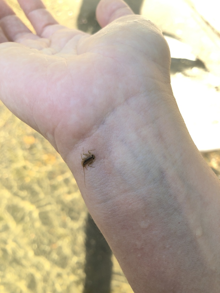 Mayflies from Larimer County, US-CO, US on July 14, 2023 at 06:06 PM by ...