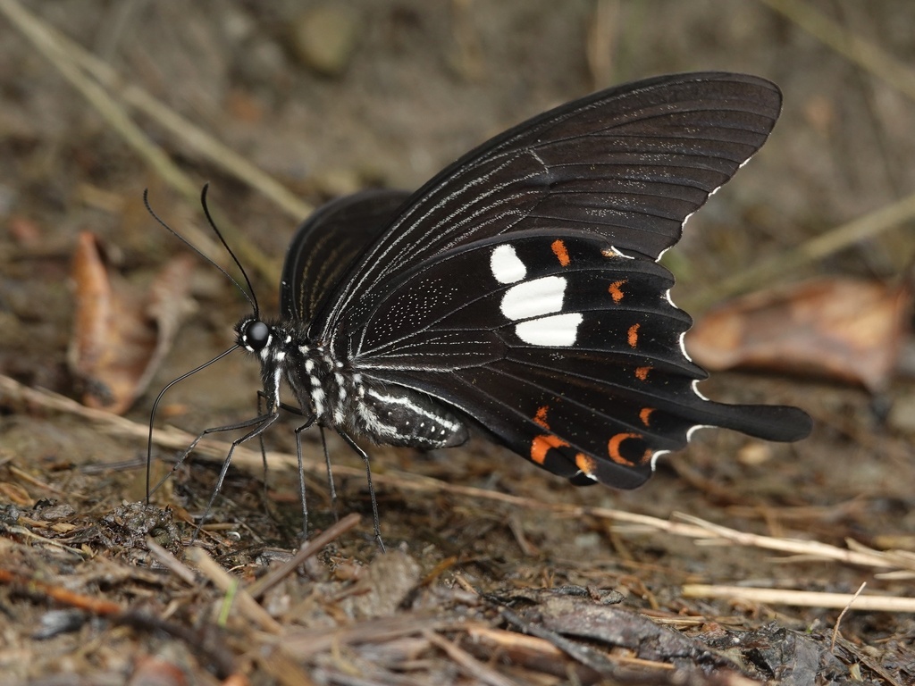 Red Helen Swallowtail in July 2023 by orthoptera-jp · iNaturalist