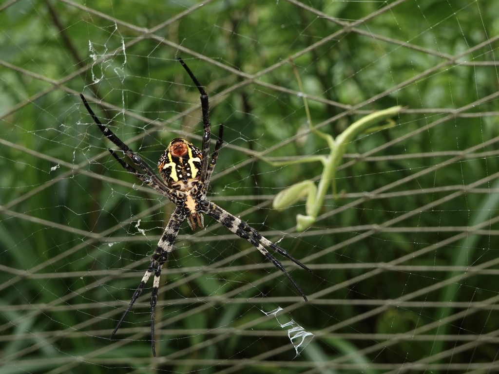 Kogane-gumo Spider in July 2023 by orthoptera-jp · iNaturalist
