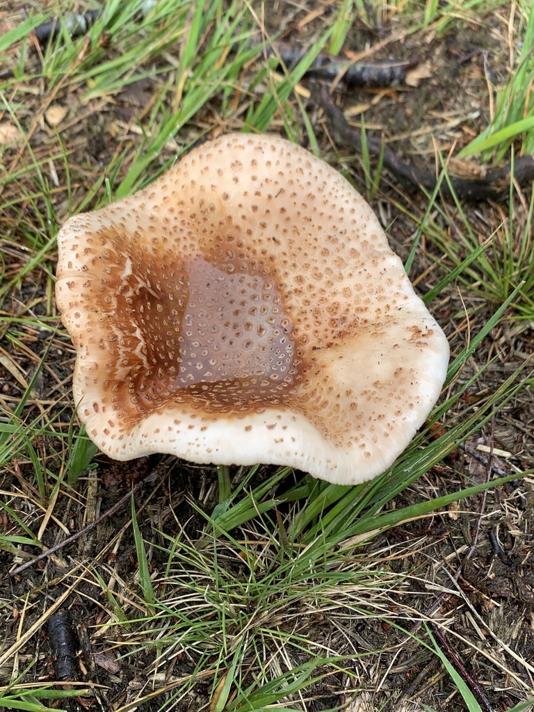 blusher from Strensall with Towthorpe CP, York, England, GB on July 15 ...