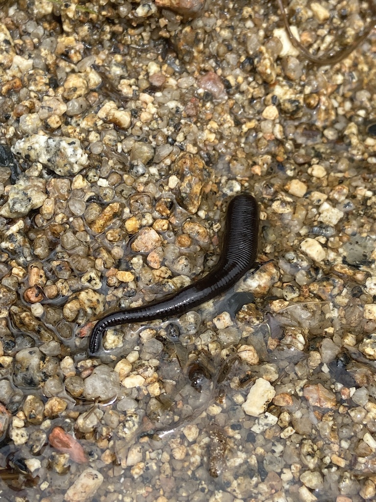 Horse Leech from Dartmoor National Park, Newton Abbot, England, GB on ...