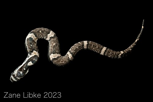 Amazon False Fer-de-lance (Xenodon severus) - Snakes and Lizards