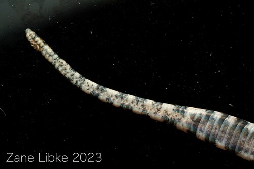 Amazon False Fer-de-lance (Xenodon severus) - Snakes and Lizards