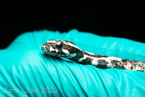 Amazon False Fer-de-lance (Xenodon severus) - Snakes and Lizards