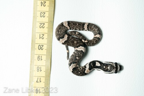 Amazon False Fer-de-lance (Xenodon severus) - Snakes and Lizards