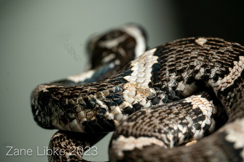 Amazon False Fer-de-lance (Xenodon severus) - Snakes and Lizards