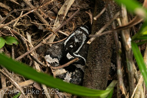 Amazon False Fer-de-lance (Xenodon severus) - Snakes and Lizards