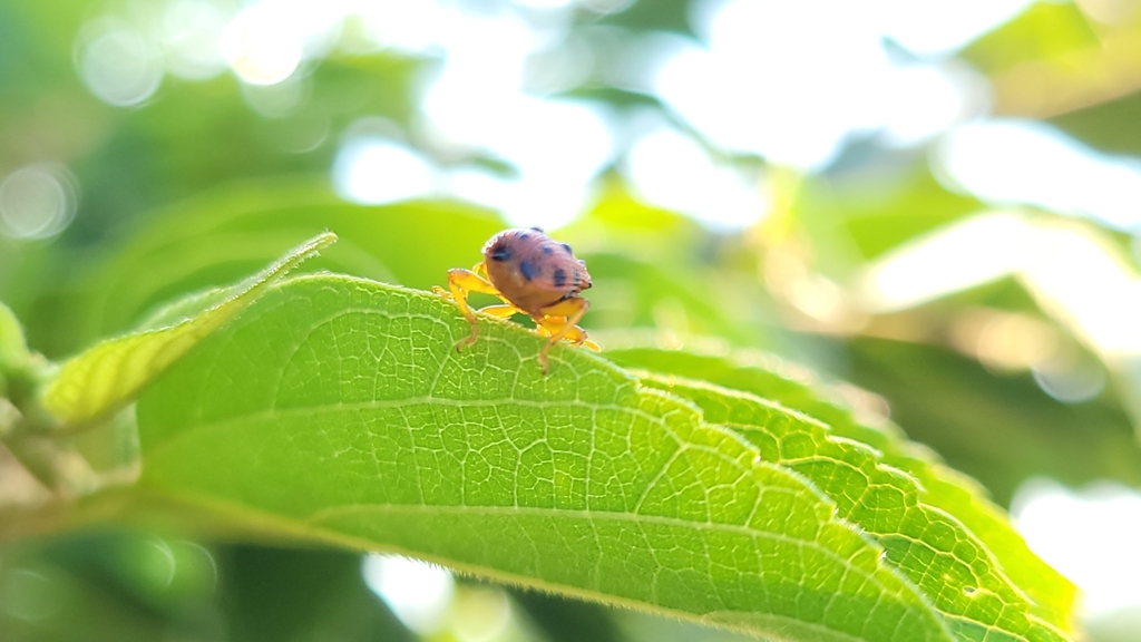 Agomadaranus pardaloides from 112台灣台北市北投區4FCH+27 on July 7, 2023 at 04: ...