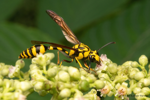 Photo 300476010, (c) Anil Kumar Verma, some rights reserved (CC BY-NC ...