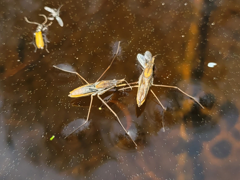 Gerris costae from 5640 Bad Gastein, Österreich on July 14, 2023 at 02: ...