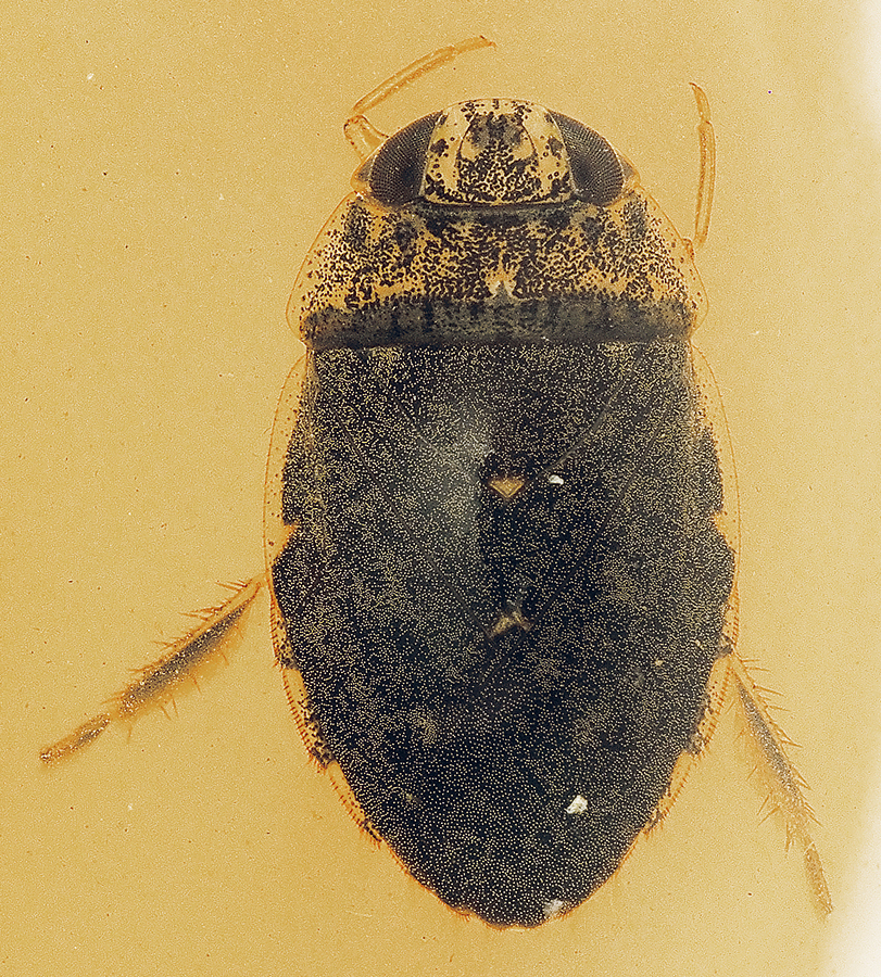 Heleocoris from Castlerock, Karnataka, India on July 04, 2023 at 10:36 ...