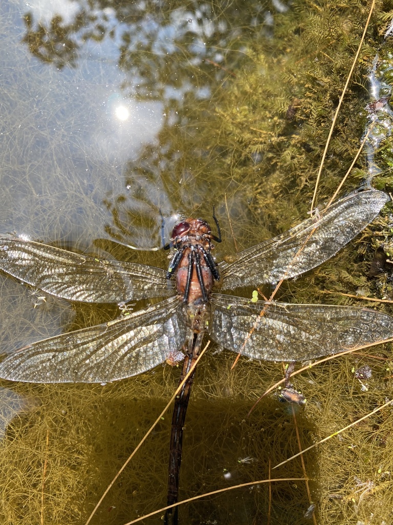 Swamp Darner from Landons Bay, Leeds and the Thousand Islands, ON, CA ...