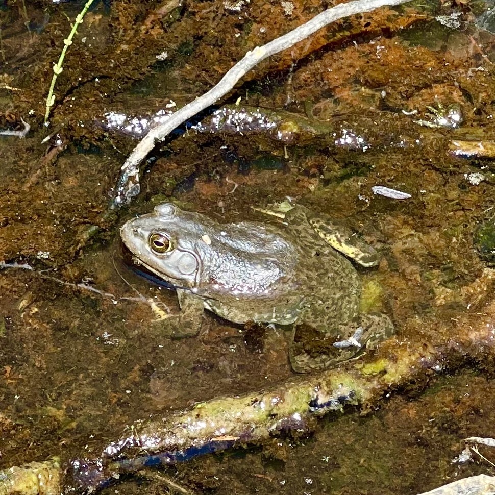 American Bullfrog from Sierra National Forest, Fish Camp, CA, US on ...