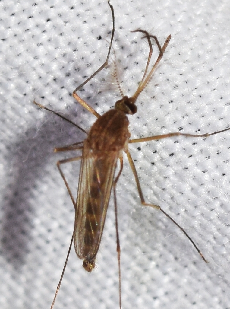 Culicine Mosquitoes from Almería, España on July 12, 2023 at 11:21 PM ...