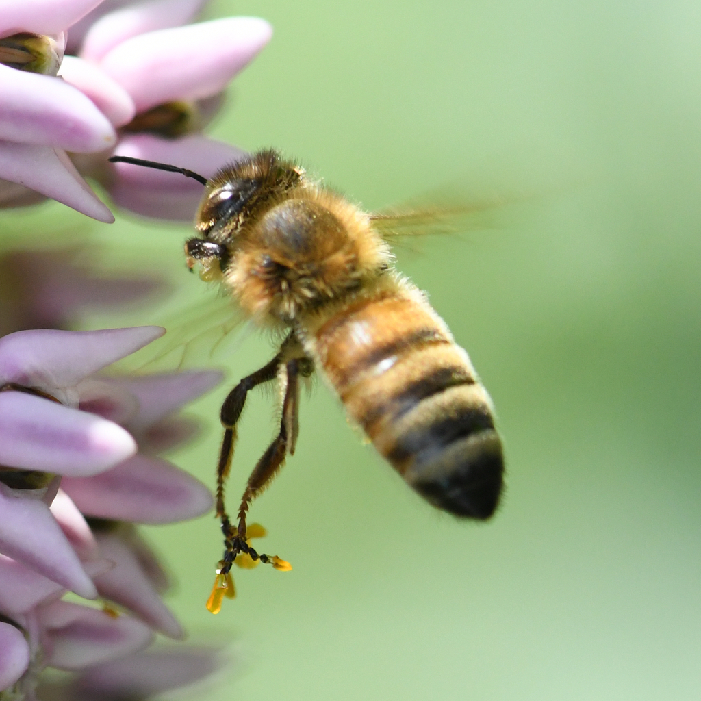 Western Honey Bee in July 2023 by Penguin. On common milkweed · iNaturalist