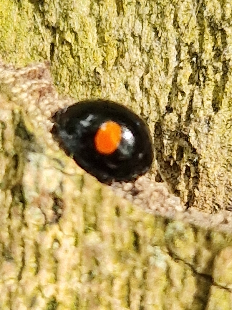 Kidney-spot Ladybird from Battersea Park, London SW11 4NJ, UK on July ...