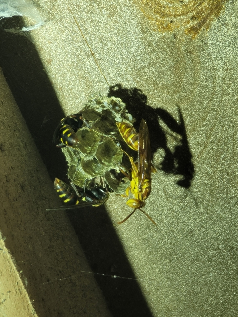 Parapolybia varia from 汇银大酒店 on July 15, 2023 at 04:08 PM by jim-eisen ...