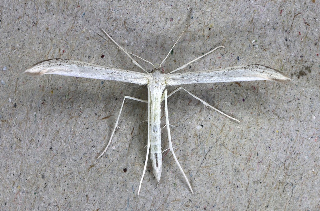 Plain Plume Moth from Newfoundland and Labrador, Canada on July 15 ...